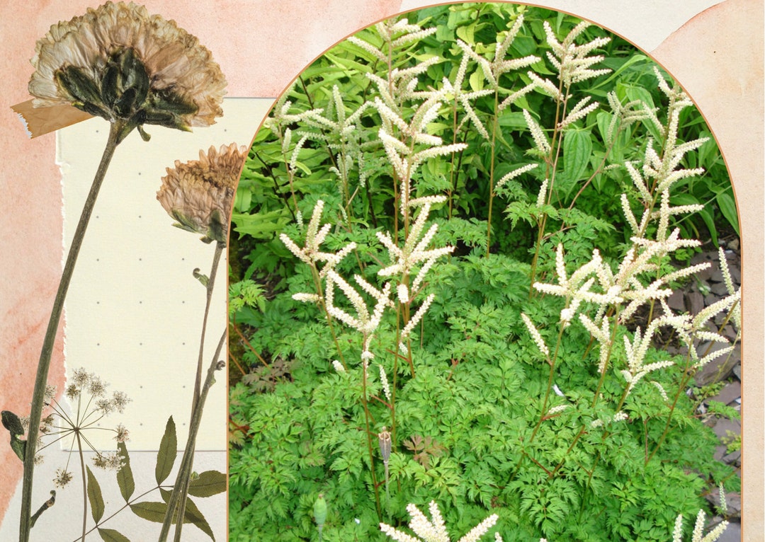 Aruncus Goatsbeard Aethusifolius Noble Spirits Perennial Seeds ...