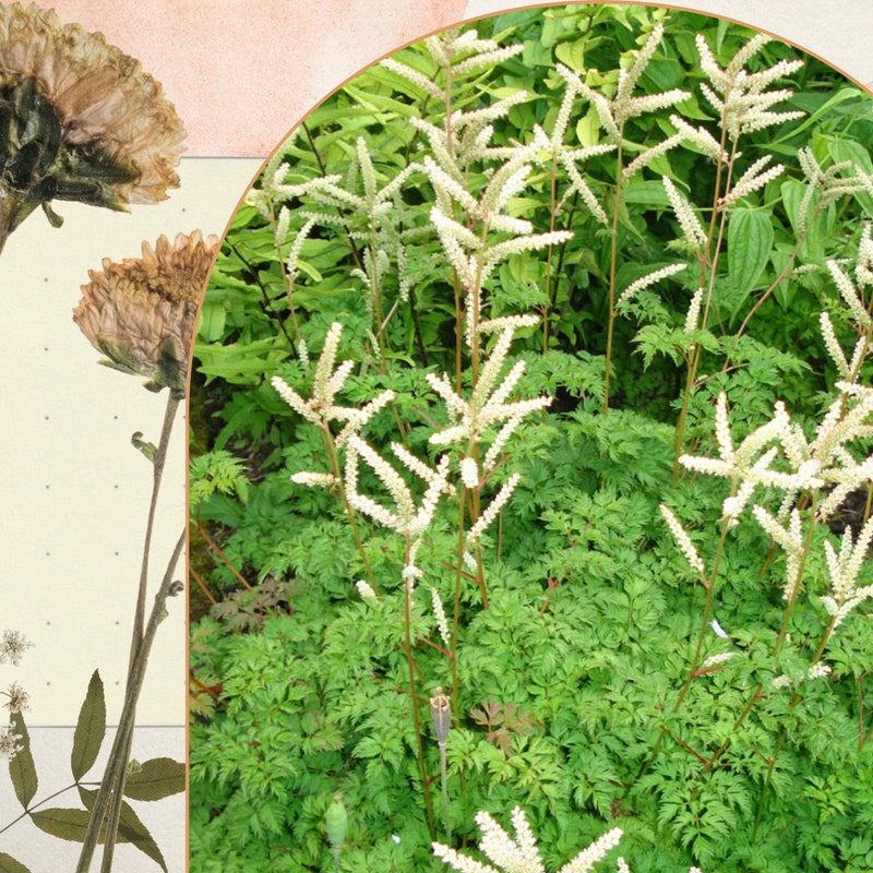 Goats Beard - Etsy