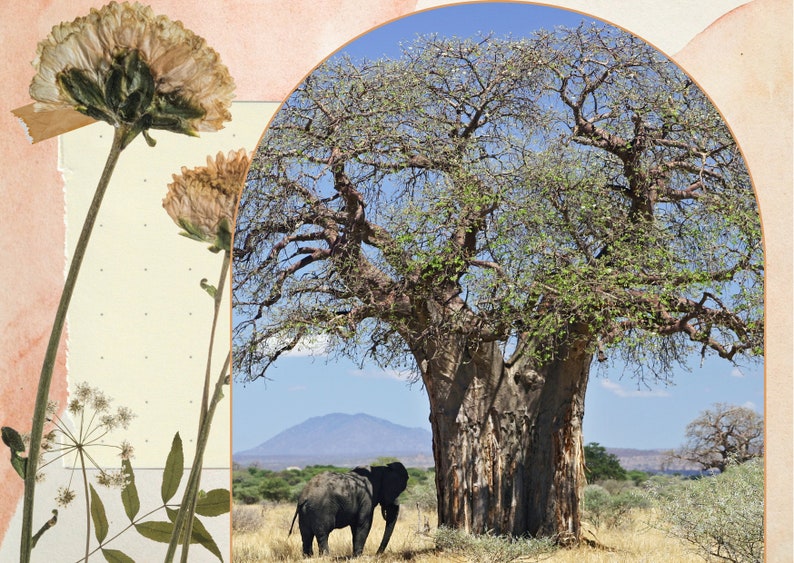 Adansonia Digitata Seeds ,collection of Garden Seeds for Planting ...