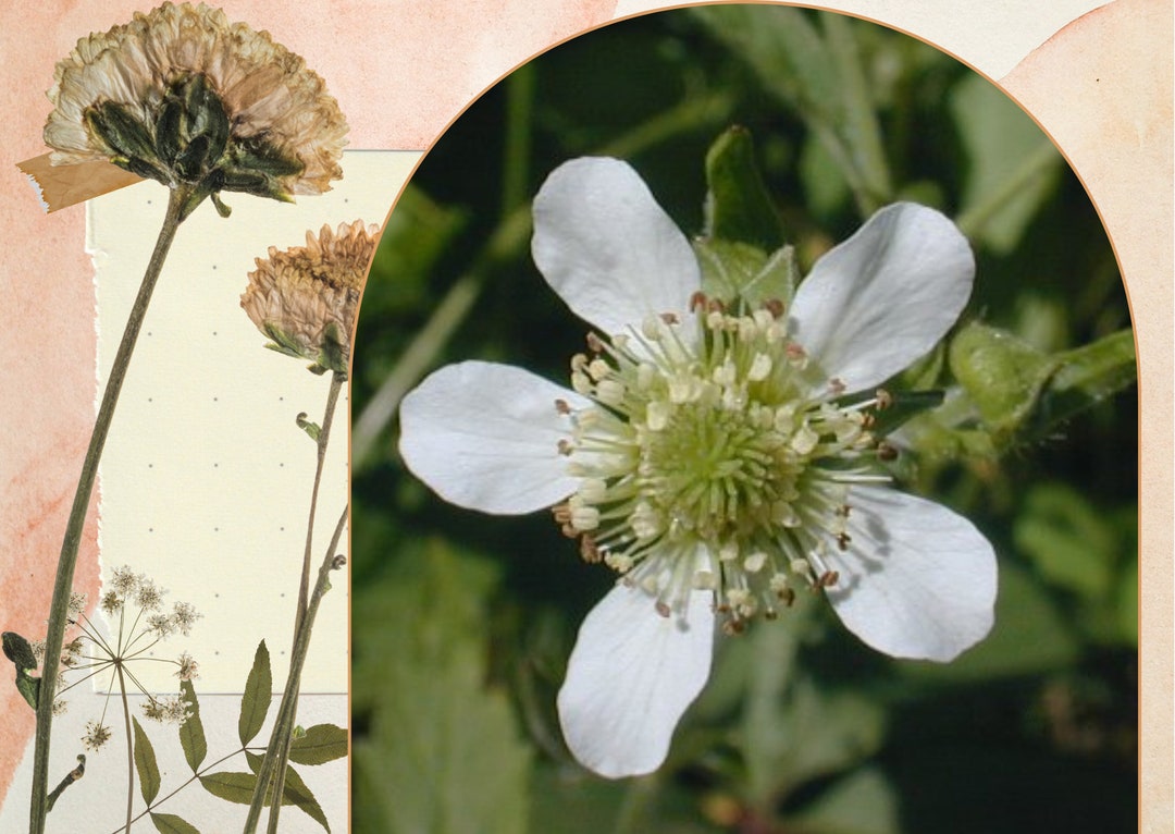 Geum Canadense Seeds, Collection of Garden Seeds for Planting, White ...