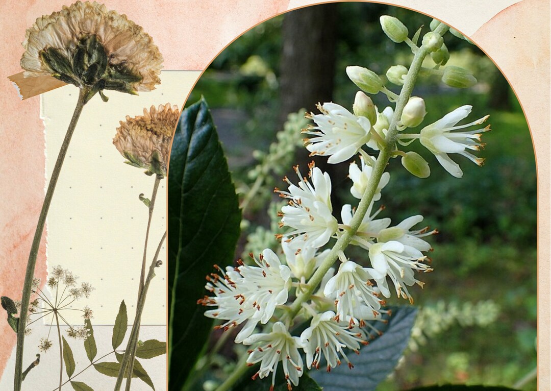 Clethra Alnifolia 'hummingbird' Seeds ,collection of Garden Seeds for ...