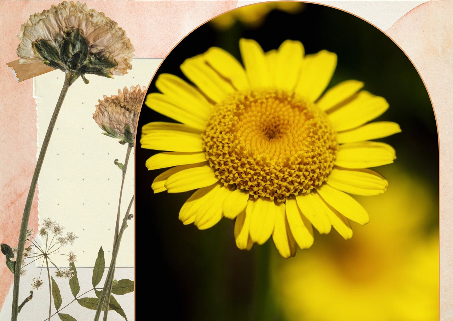 Anthemis Tinctoria Kelwayi Perennial Seeds, Collection of Garden Seeds ...