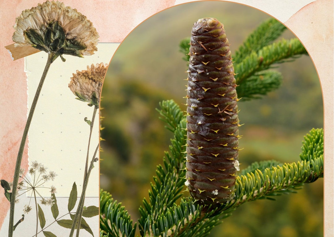 Abies Alba Seeds, Collection of Garden Seeds for Planting, Common ...