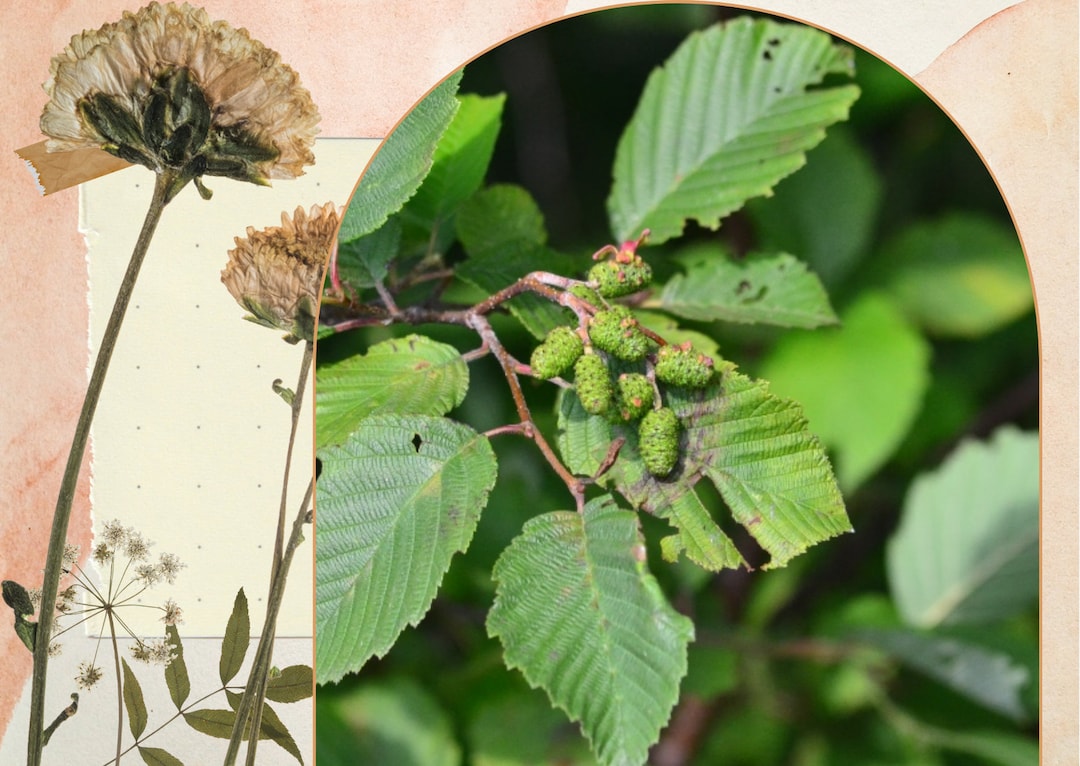 Alnus Rugosa Seeds ,collection of Garden Seeds for Planting, Hazel ...