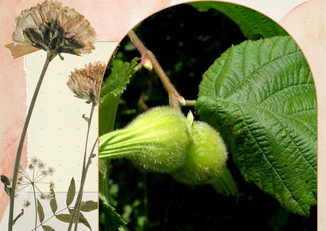 Corylus Cornuta Seeds, Collection of Garden Seeds for Planting, Beaked ...