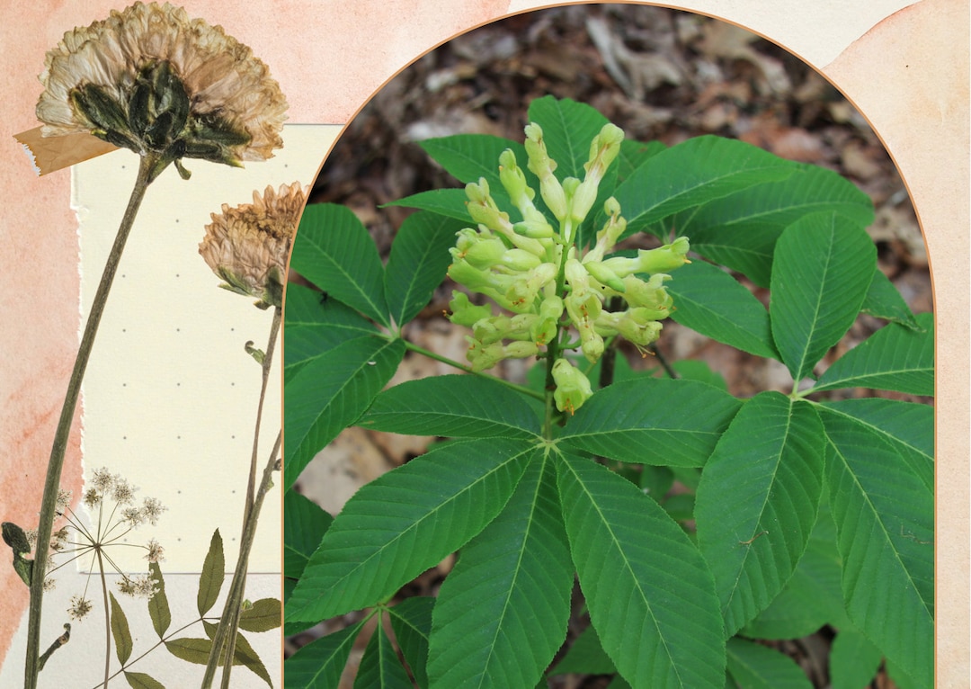 Aesculus Sylvatica Seeds ,collection of Garden Seeds for Planting ...