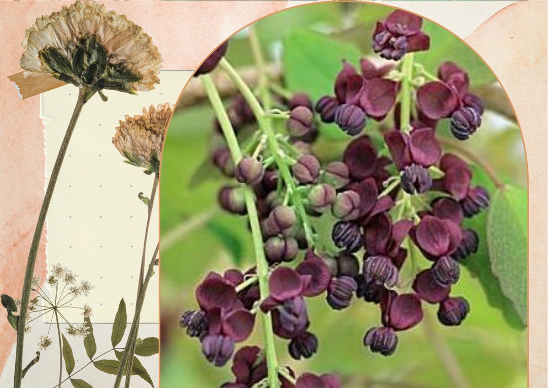 Akebia X Pentaphylla Seeds ,collection of Garden Seeds for Planting ...