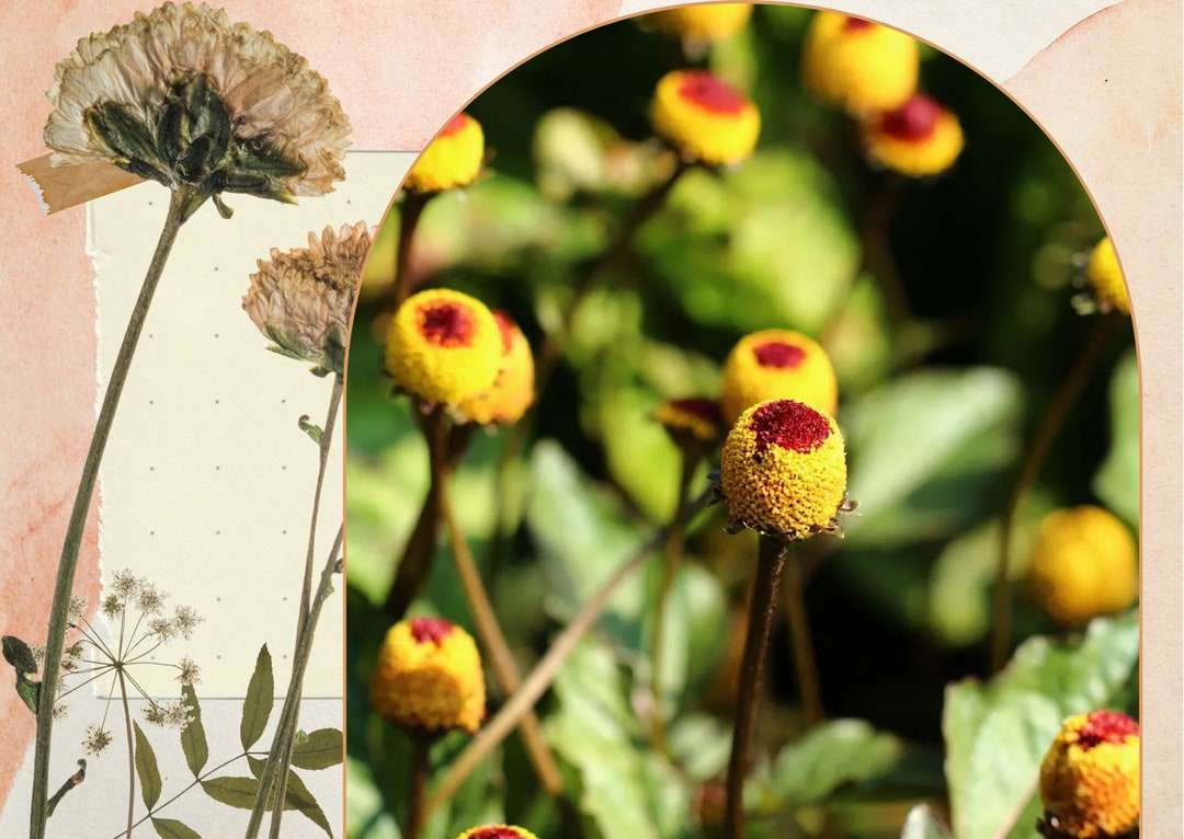 Acmella Oleracea Seeds ,collection of Garden Seeds for Planting, Buzz ...