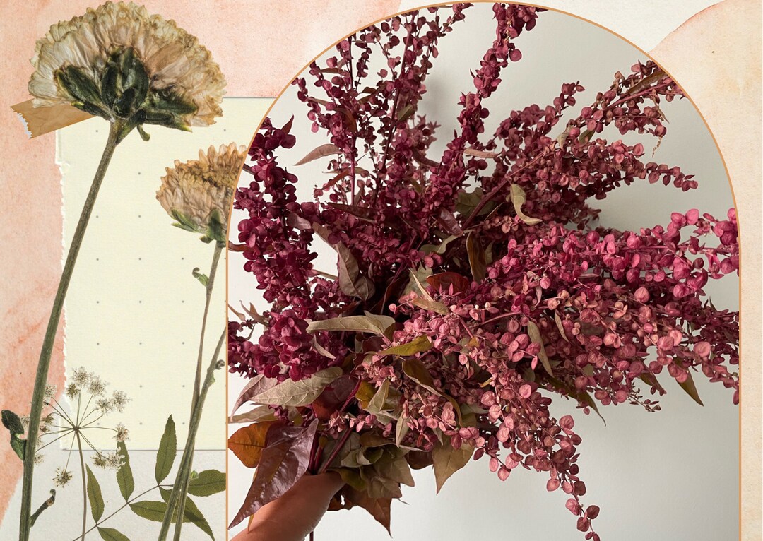 Atriplex Red Plume Annual Seeds, Collection of Garden Seeds for ...