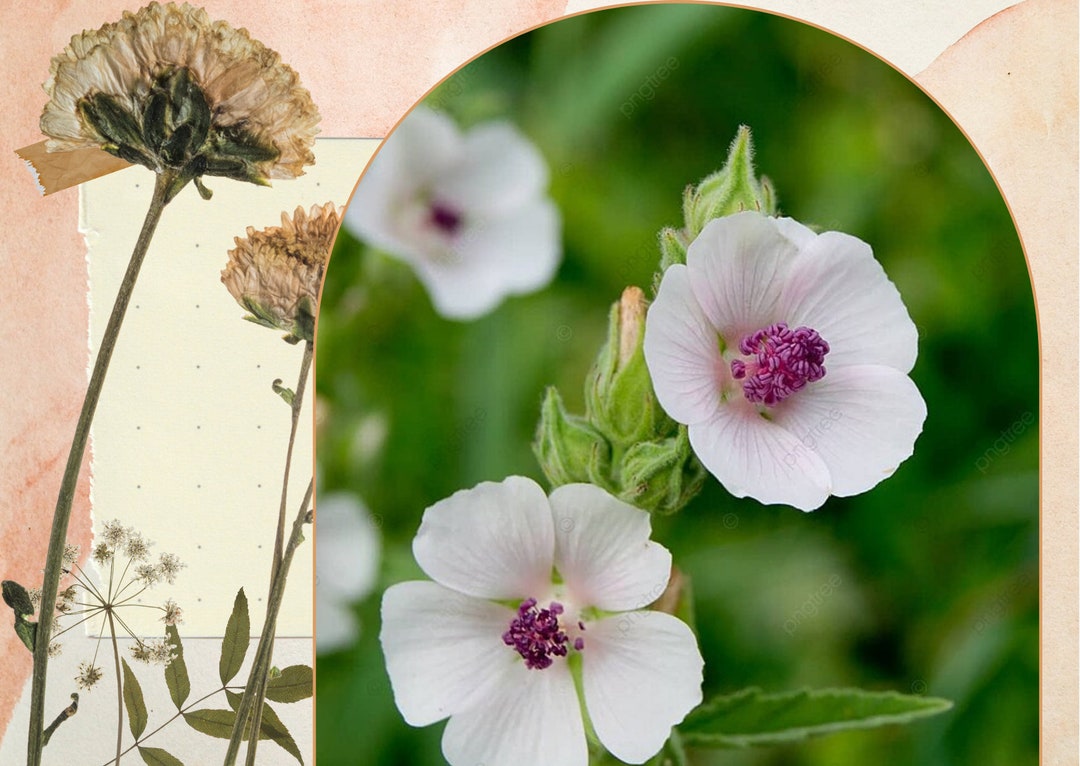 Althaea Officinalis Seeds ,collection of Garden Seeds for Planting ...