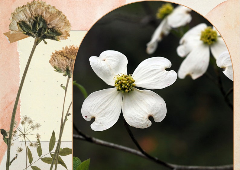 Cornus Florida Southern Seeds, Collection of Garden Seeds for Planting ...