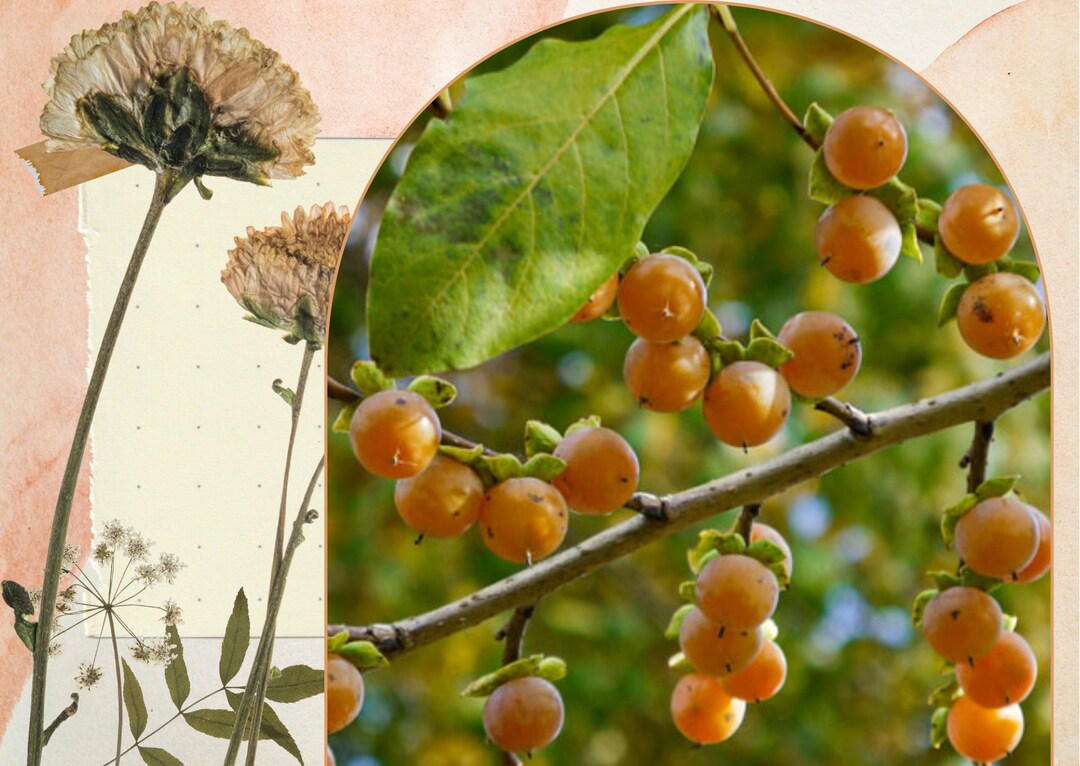 Diospyros Lotus Seeds, Collection of Garden Seeds for Planting ...