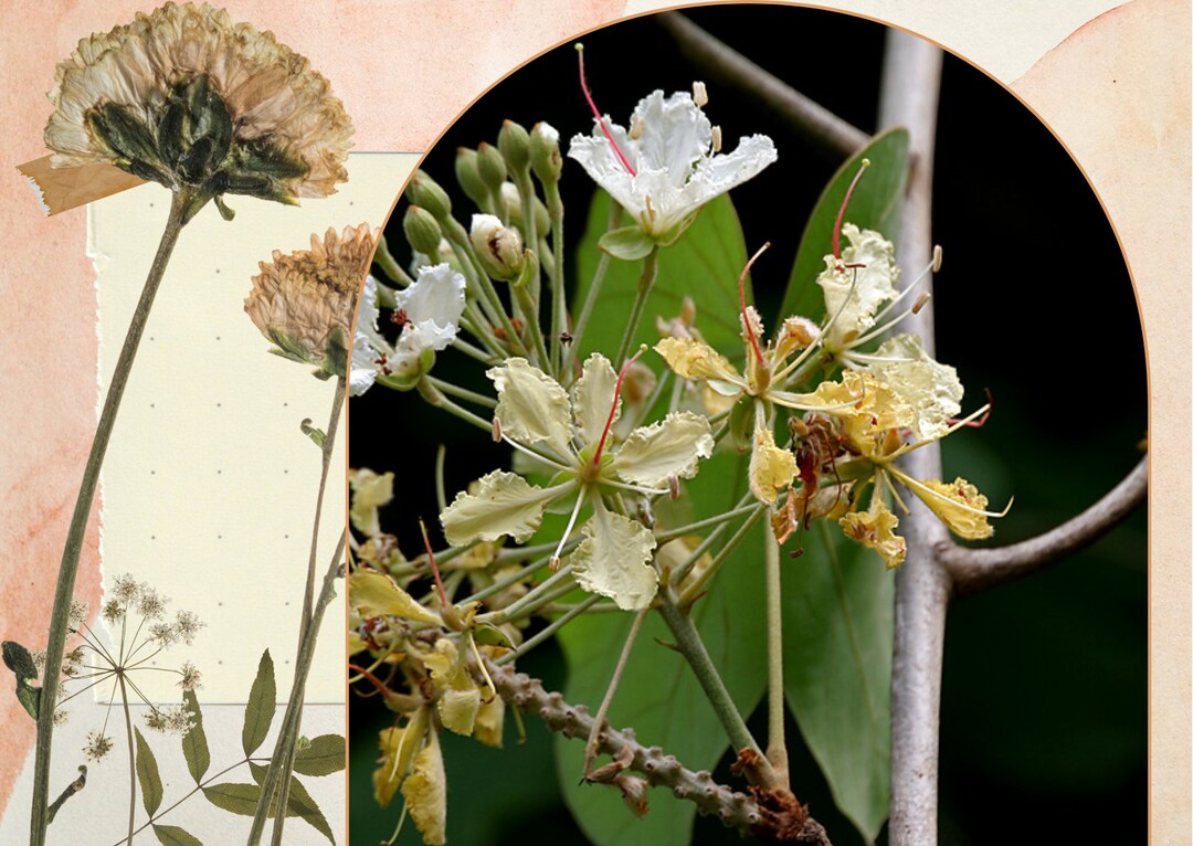 Bauhinia Vahlii Seeds ,collection of Garden Seeds for Planting, Camel's ...