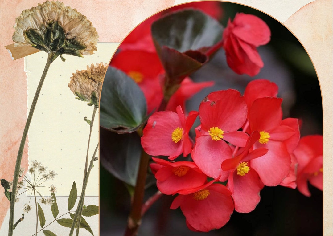 Begonia Fibrous Cocktail Series Vodka Annual Seeds, Collection of ...