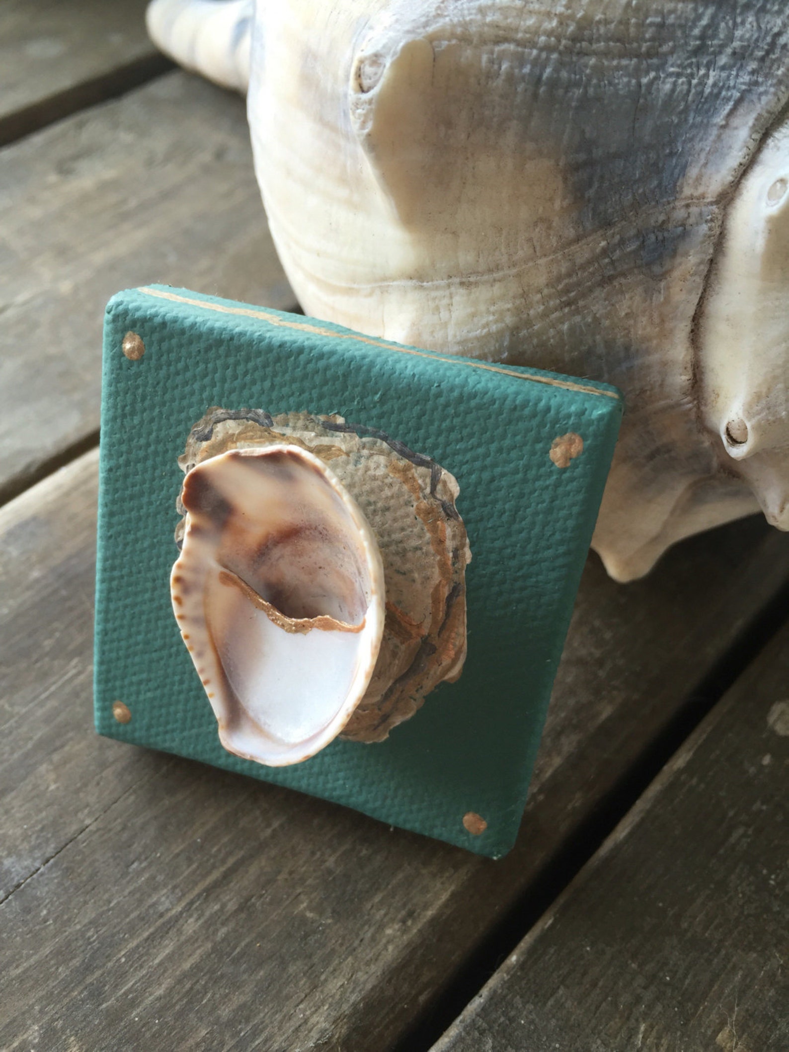 Slipper Shell Sea Shell Painting Acrylic Slipper Shell - Etsy