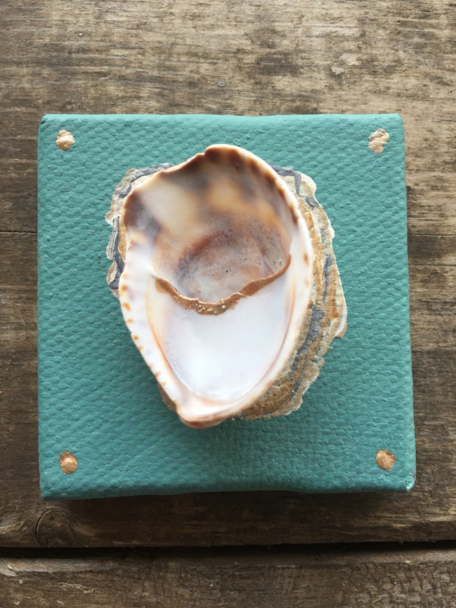 Slipper Shell Sea Shell Painting Acrylic Slipper Shell - Etsy