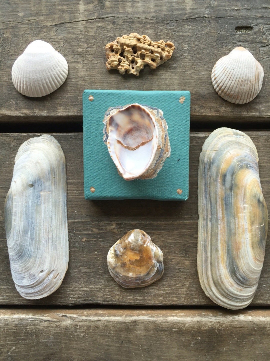 Slipper Shell Sea Shell Painting Acrylic Slipper Shell - Etsy