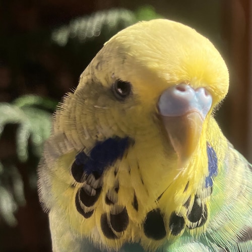 badbudgie - Etsy
