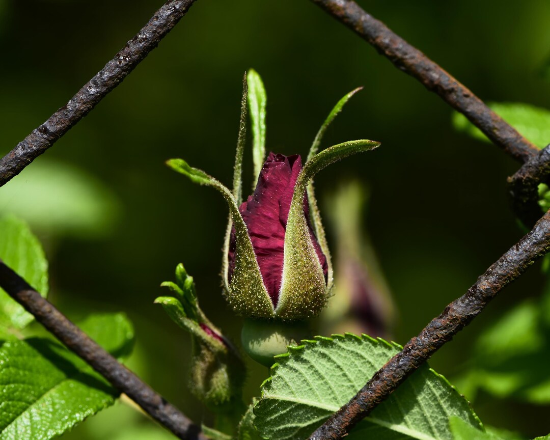 Red Rose Flower Photo, Printable Photography, Red Rose Flower Digital ...