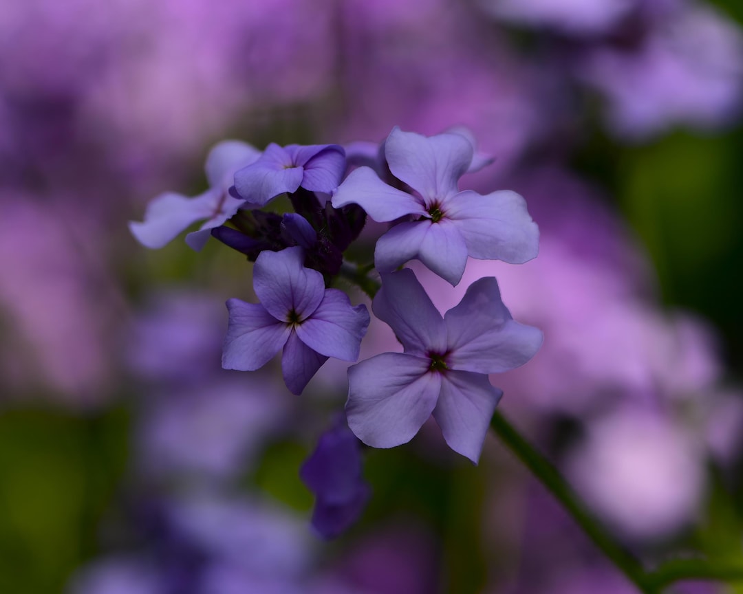 Purple Flower Printable Photography, Purple Flower Digital File, High ...