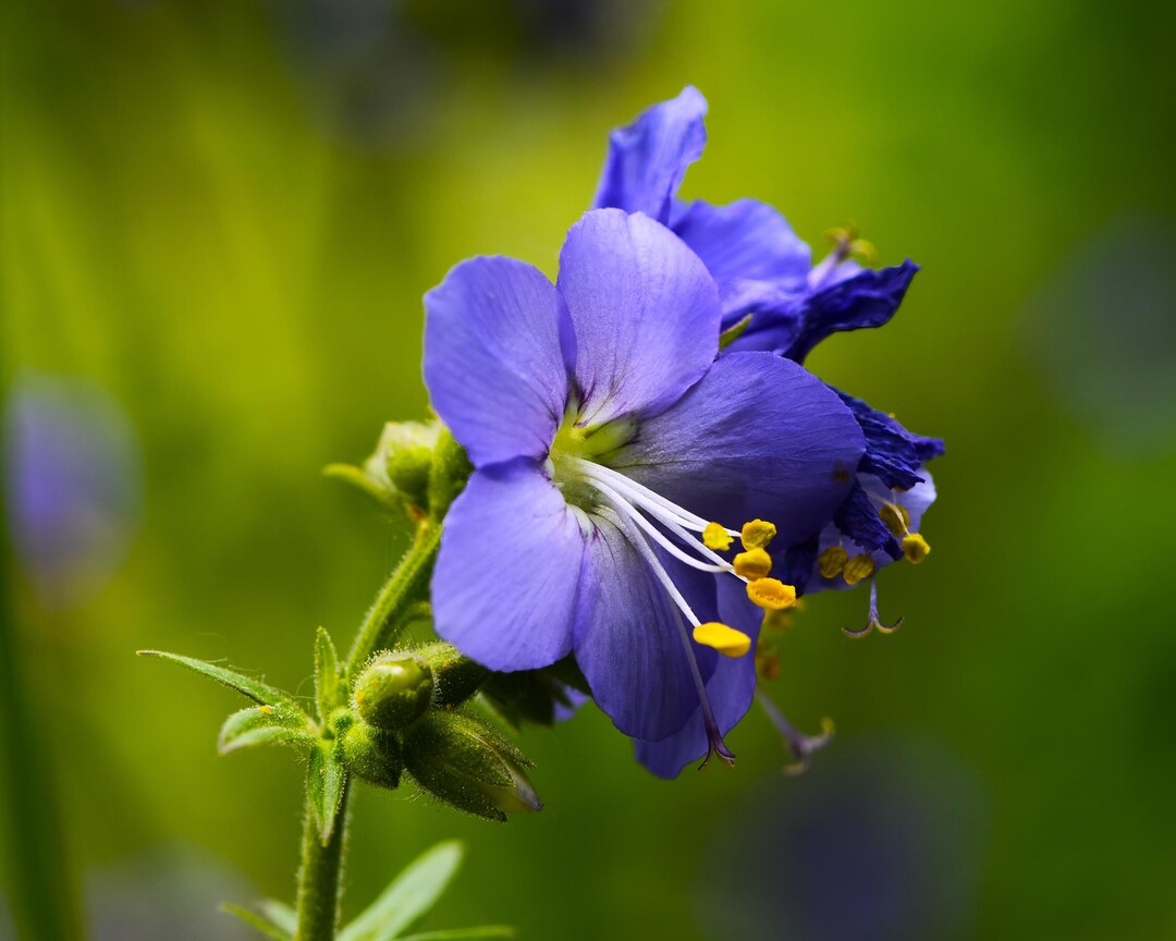 Blue Flower Printable Photography, Blue Flower Digital File, High ...