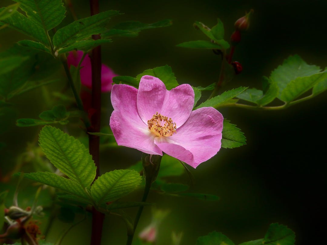 Pink Rose Photo, Printable Photography, Pink Rose Flower Digital File ...