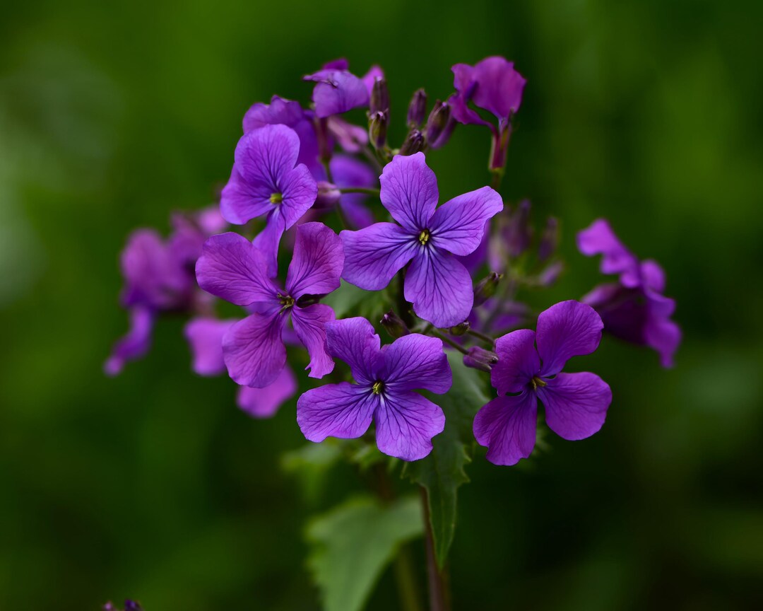 Purple Flower Printable Photography, Purple Flower Digital File - Etsy