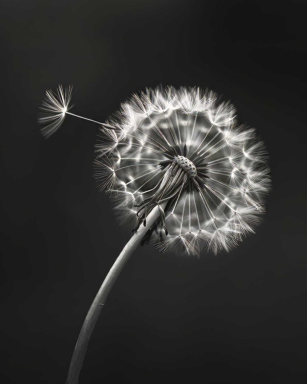 Black and White Dandelion Printable Wall Art - Macro Photography ...