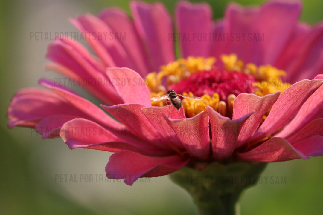 Bug on Flower Digital Photograph File Download - Etsy