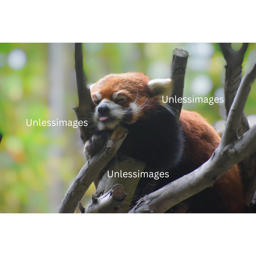 Silly Red Panda - Etsy
