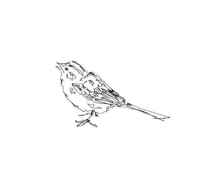 Bird Art Giclee Print Sparrow Songbird Line Drawing - Etsy