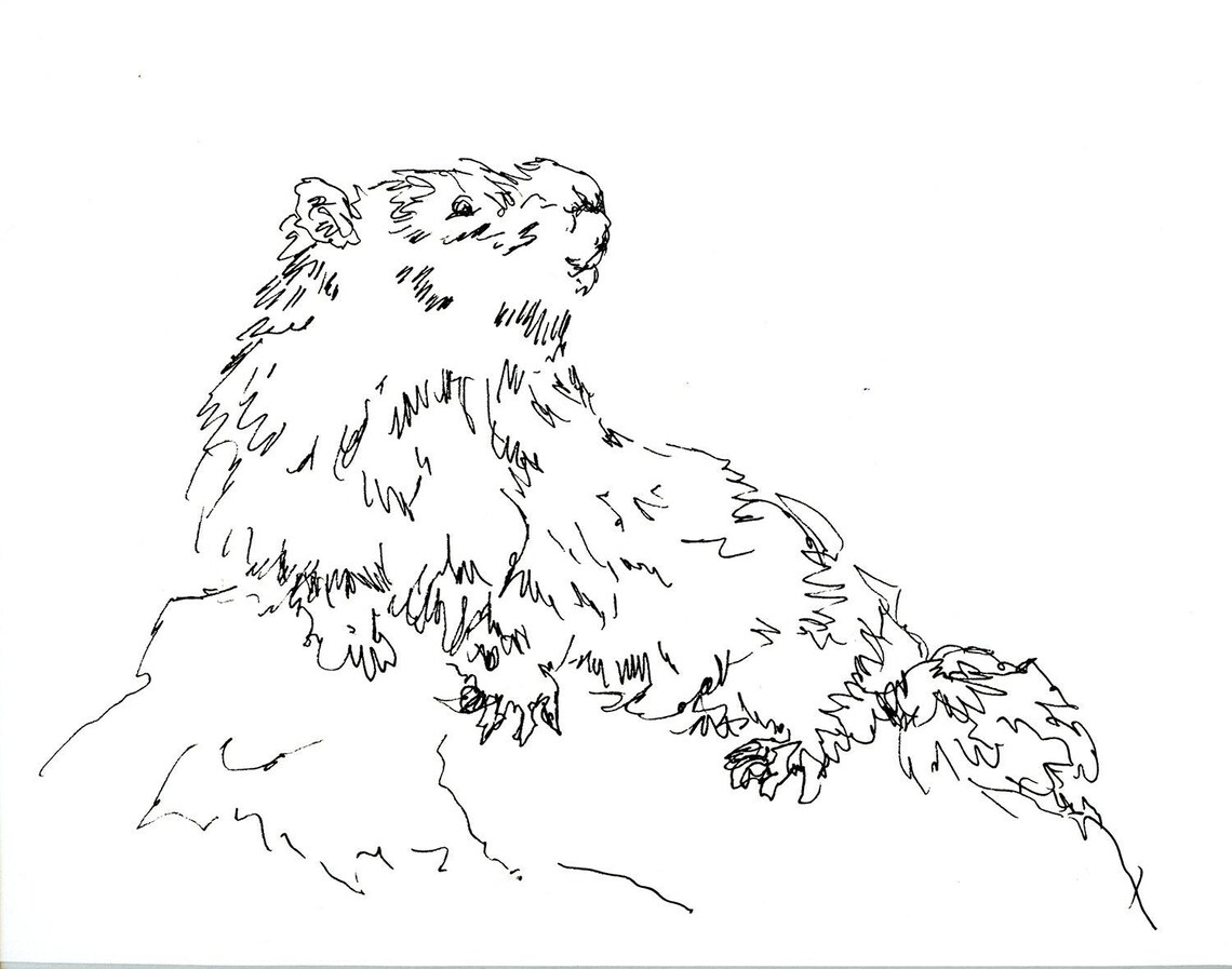 Sketchbook Sale - Marmot Original Ink Line Drawing - 8x10 Animal ...
