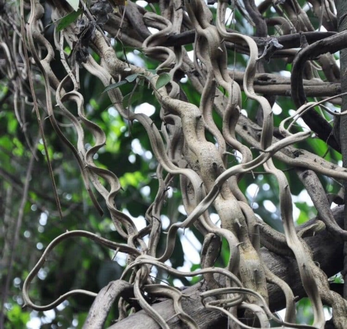 Monkey Ladder - Etsy