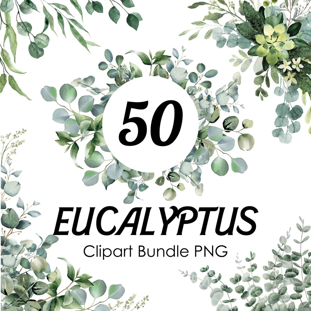 Eucalyptus PNG, Watercolor Eucalyptus Clipart Bundle, Greenery Clipart ...