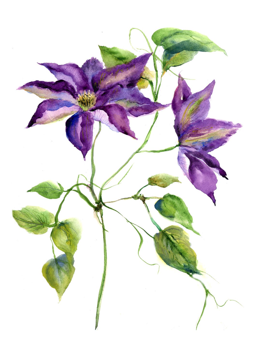 Clematis Print- Watercolor Clematis Flower Print- Watercolor Floral Art ...