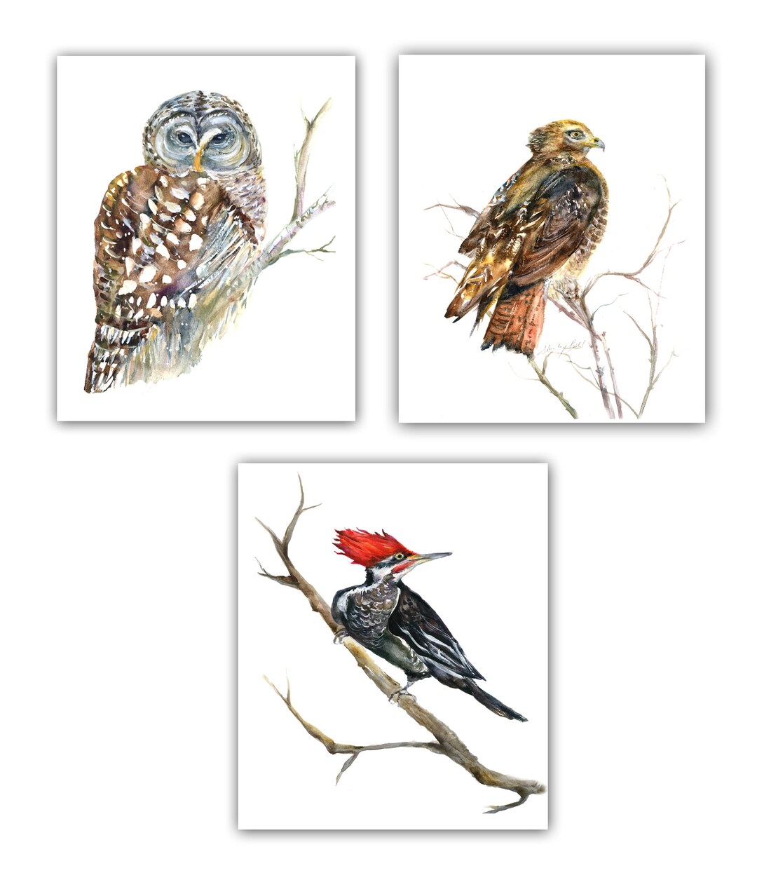 Bird Cards, Boxed Set, Woodland Gift, Owl Card, Woodpecker Card, Bird ...