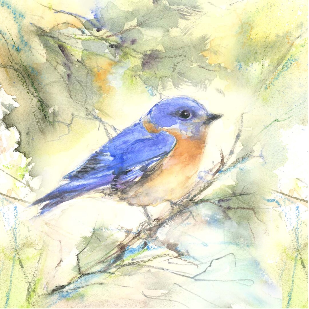 Bluebird Print- Birders Gift- Bluebird Gift- Songbird Art- Bluebird Art ...