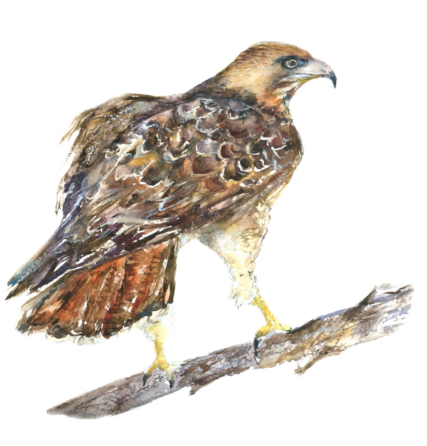 Red Tailed Hawk Print, Hawk Art, Hawk Watercolor, Red Tailed Hawk ...