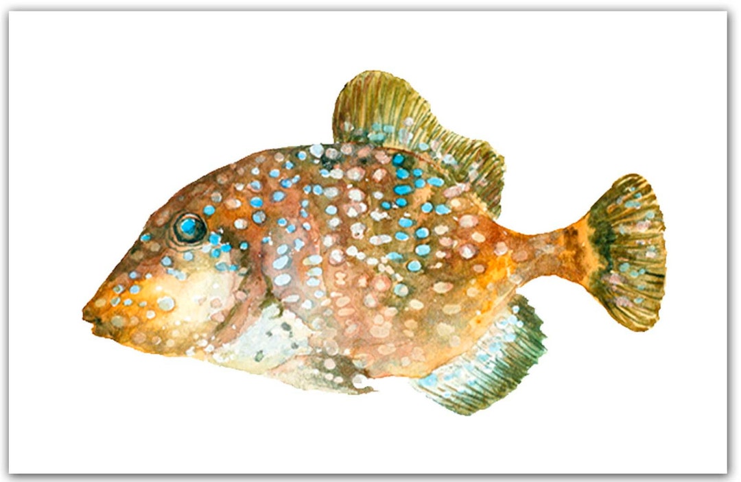 Tropical Fish Cards- Tropical Fish Art- Trigger Fish Watercolor ...