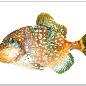 Tropical Fish Cards Tropical Fish Art Trigger Fish Watercolor Hostess ...