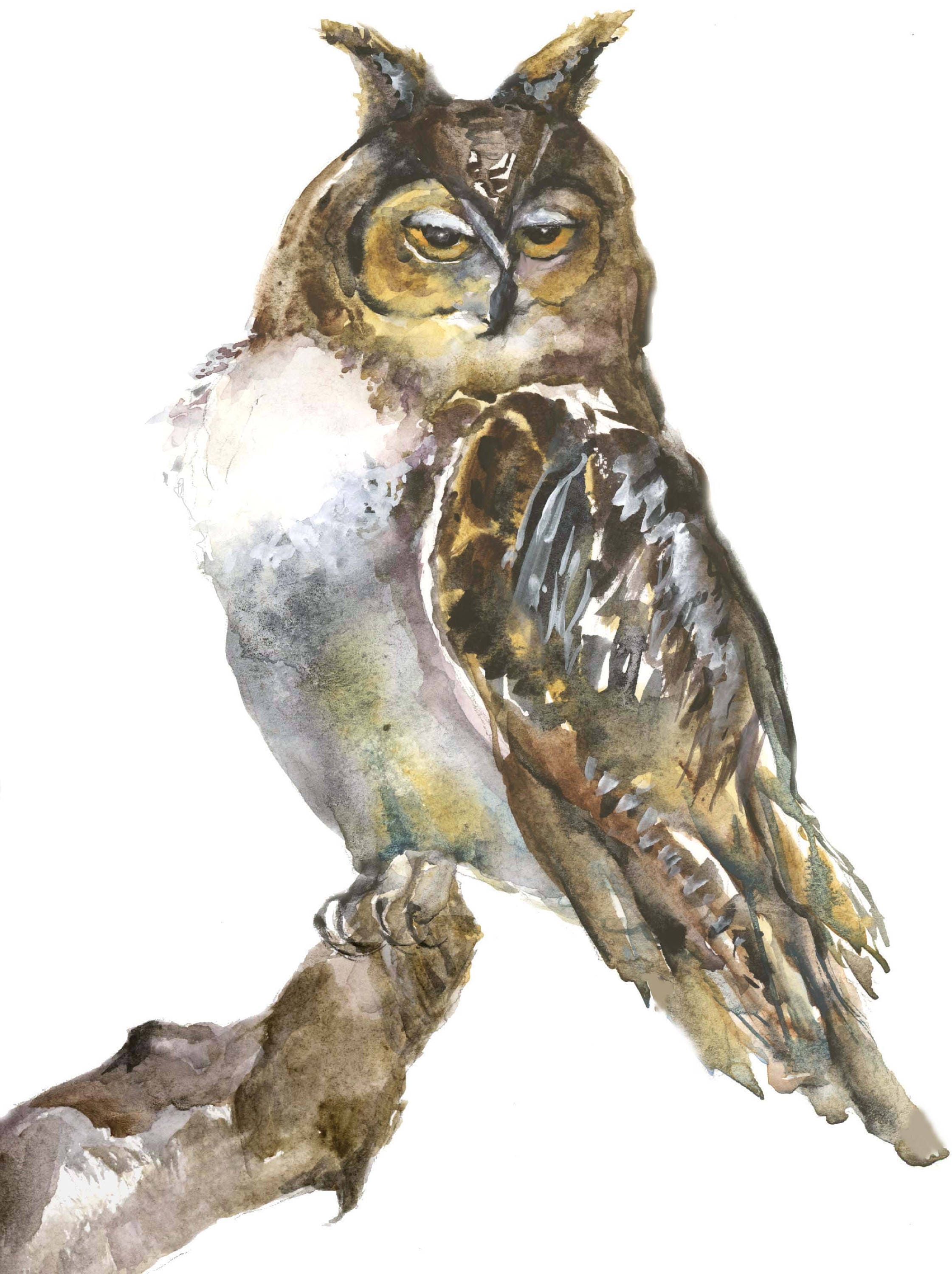 Great horned owl archival print owl art owl watercolor | Etsy