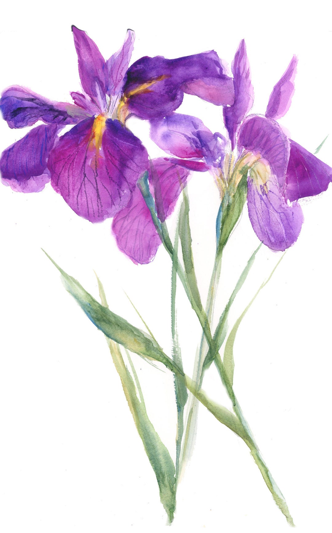 Purple Iris Watercolor Print- Iris Watercolor Print- Watercolor Iris ...