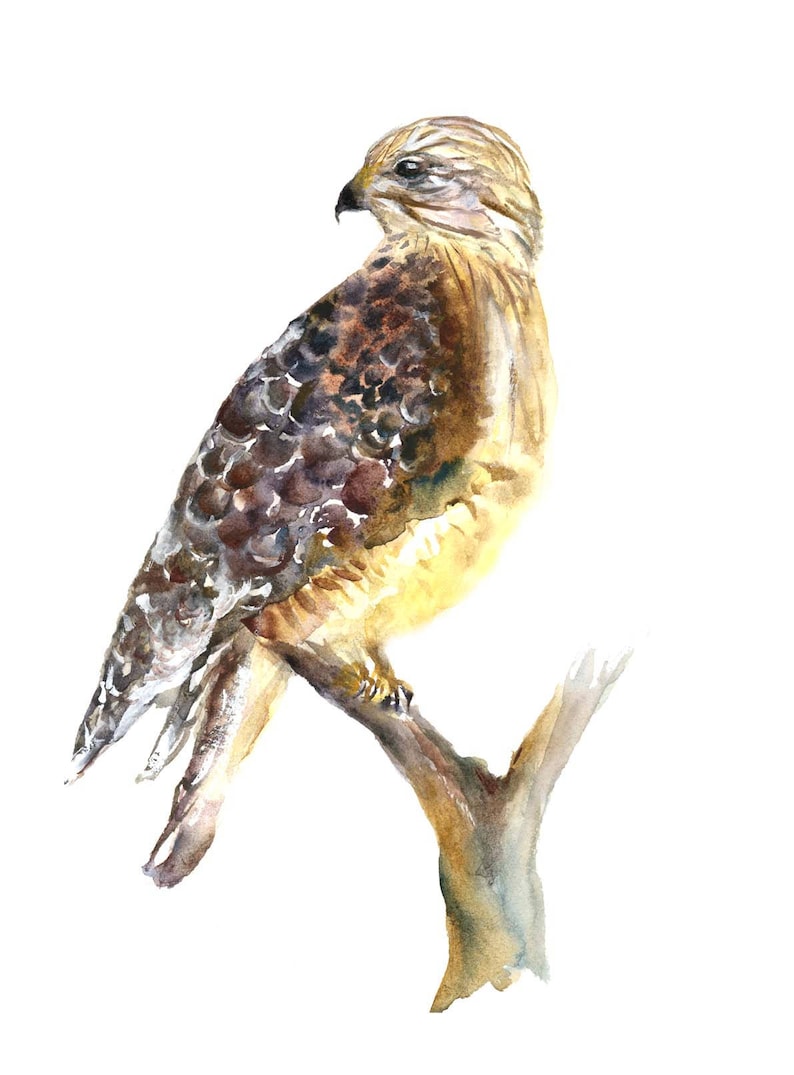Red Shoulder Hawk Watercolor Archival Print. Hawk Bird - Etsy