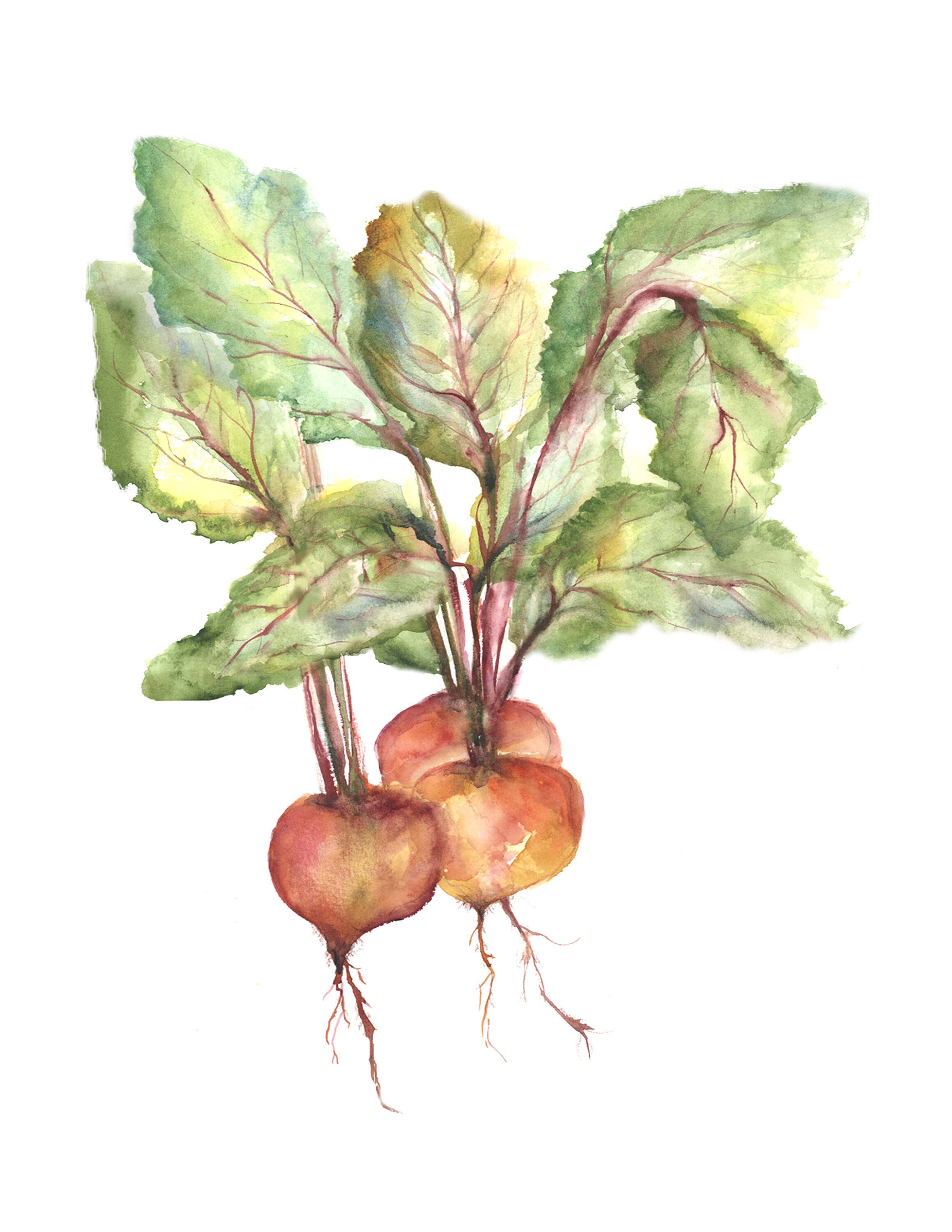 Beets beet watercolor print watercolor vegetables beet | Etsy