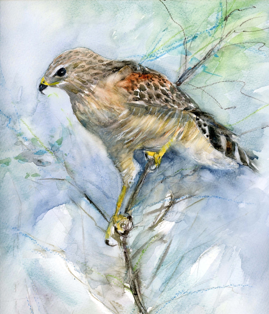 Red Shoulder Hawk Original Watercolor, Hawk Art, Red Shoulder Hawk ...