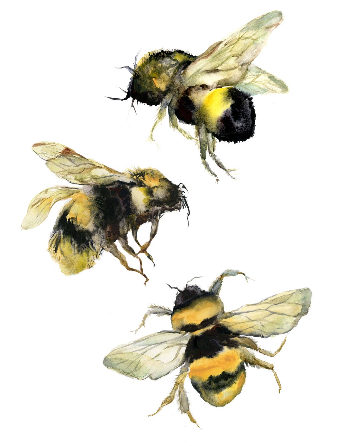 Bumble Bee Watercolor Print Bee Watercolor Bee Painting - Etsy