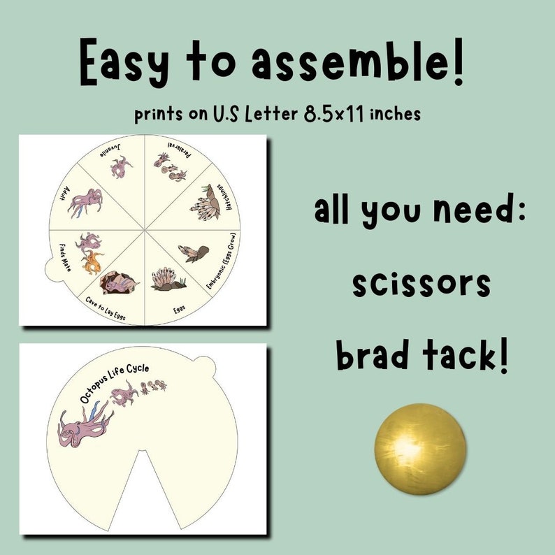 Octopus Life Cycle Wheel Craft for Preschool Science Lesson, Montessori ...