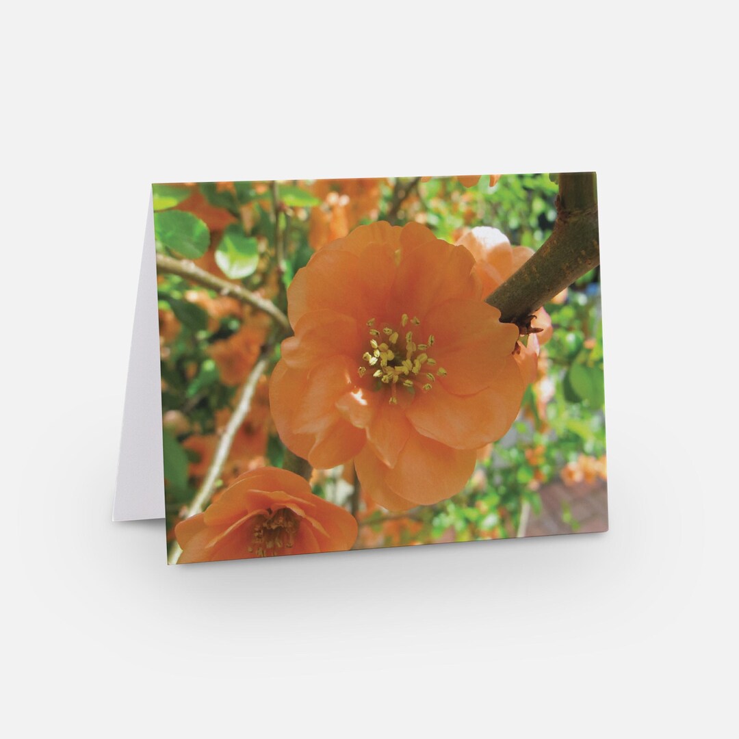 Set of 10 Orange Blossoms Blank Notecards With Envelopes - Etsy