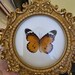 Real Butterfly Frame - Etsy