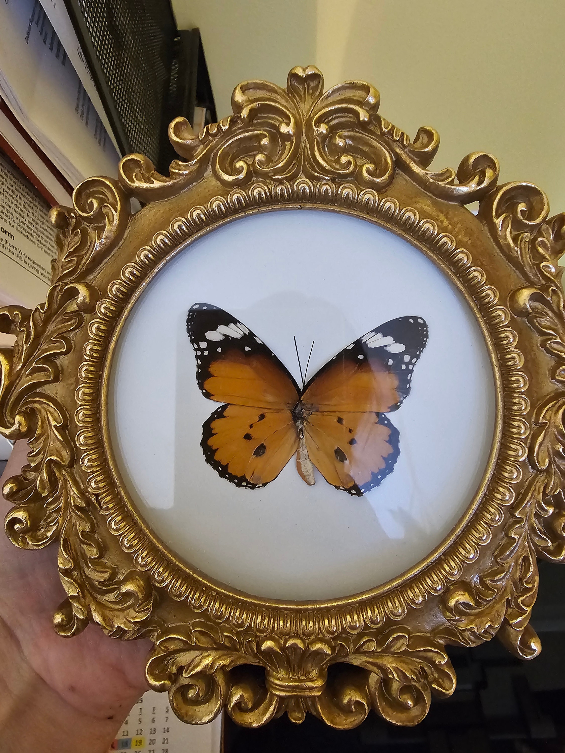 Real Butterfly Frame - Etsy